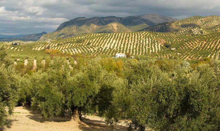 Todo sobre el olivar 👉 Olivo, Aceituna y Cultivo | ORIVA